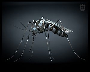 Invertebrate 3D Models for Download | TurboSquid