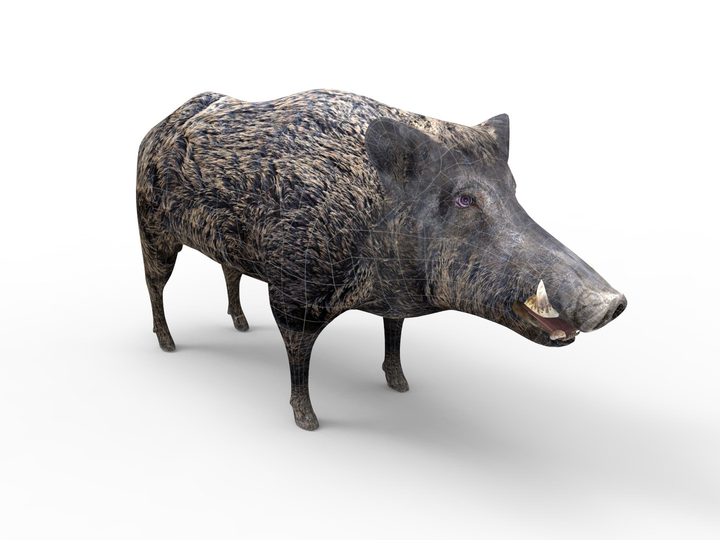 Wild Boar 3D Model - TurboSquid 1238766