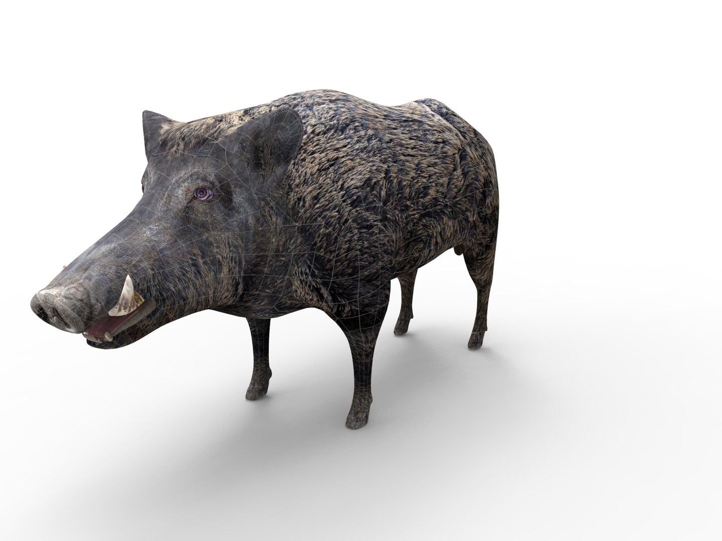 Wild Boar 3D Model - TurboSquid 1238766