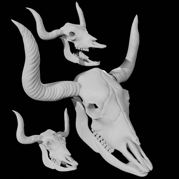 modelo 3d Cráneo de toro aparejado - TurboSquid 1840517