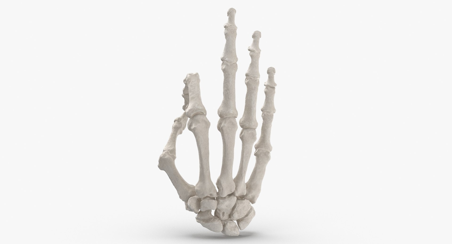 Human Hand Bones Hole Sign White And Yellow Collection 01 - 2 Models 3D ...