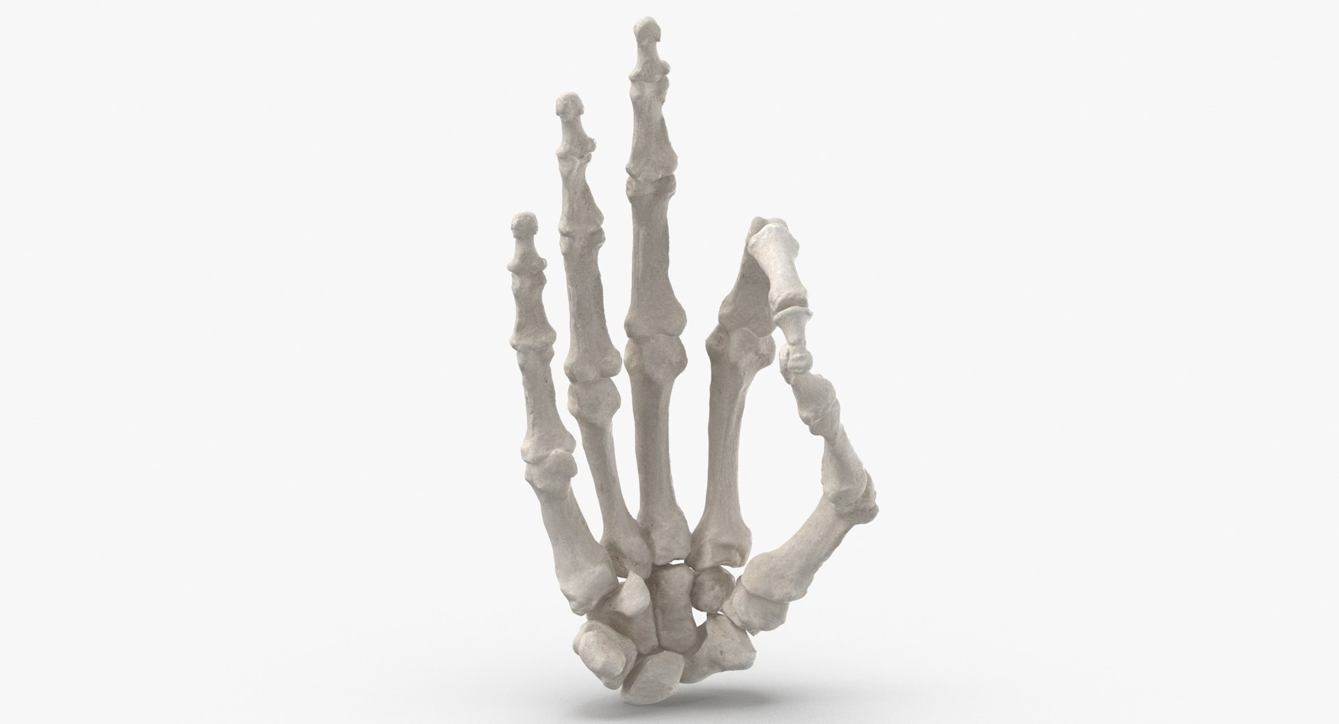 Human Hand Bones Hole Sign White And Yellow Collection 01 - 2 Models 3D ...