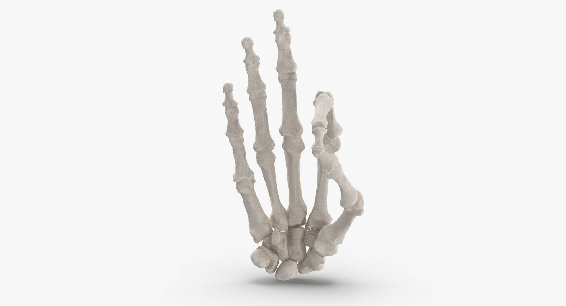Human Hand Bones Hole Sign White And Yellow Collection 01 - 2 Models 3D ...
