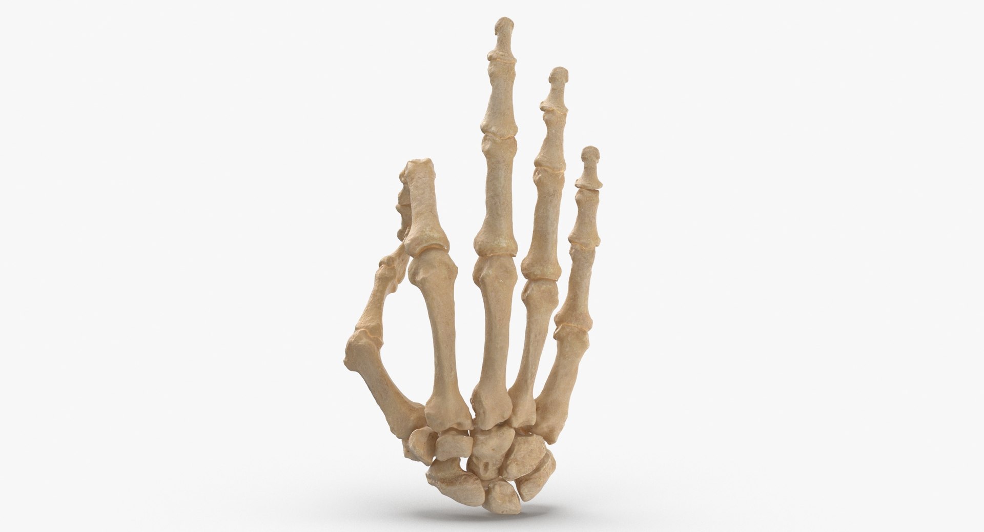Human Hand Bones Hole Sign White And Yellow Collection 01 - 2 Models 3D ...