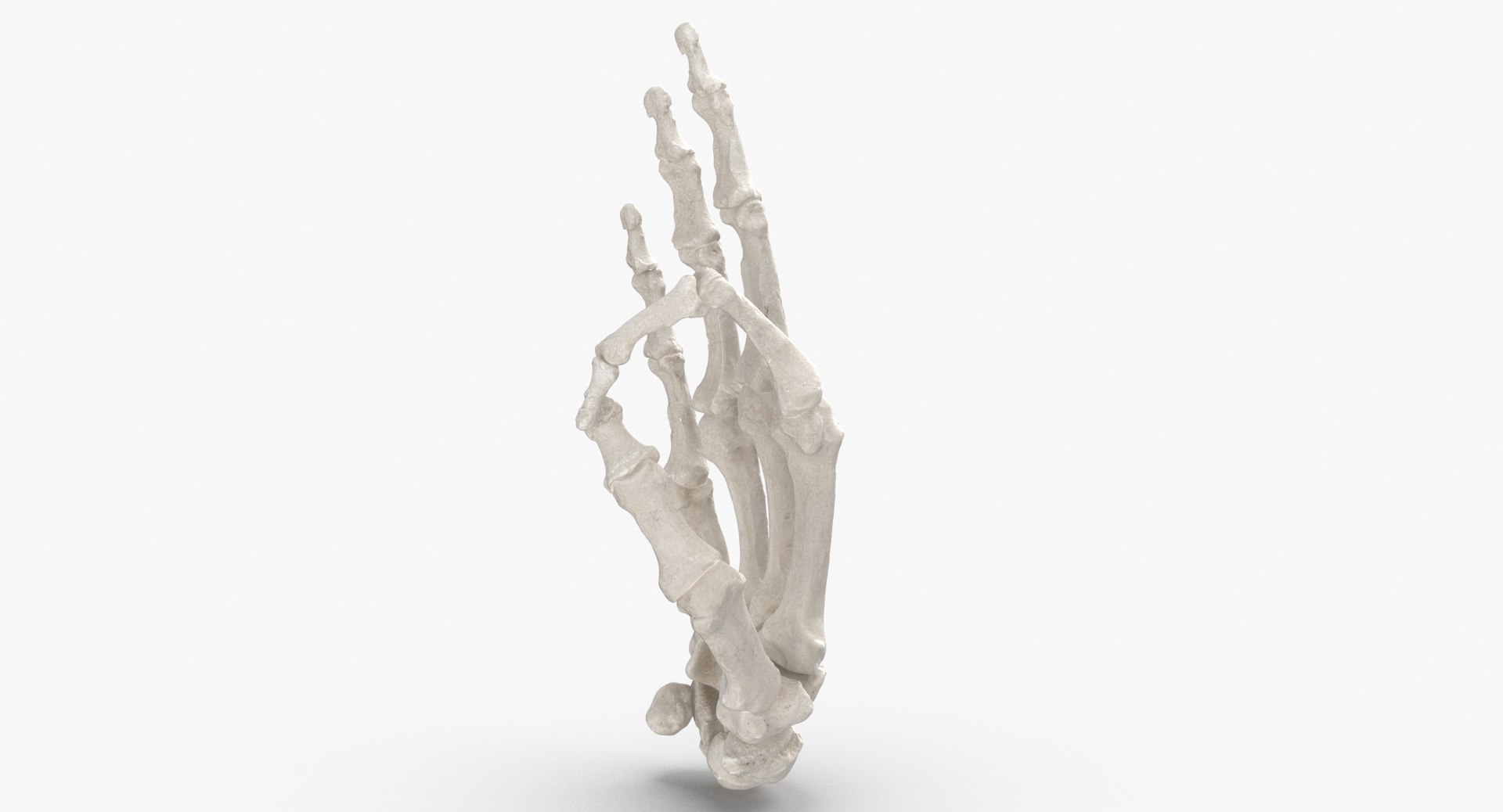 Human Hand Bones Hole Sign White And Yellow Collection 01 - 2 Models 3D ...