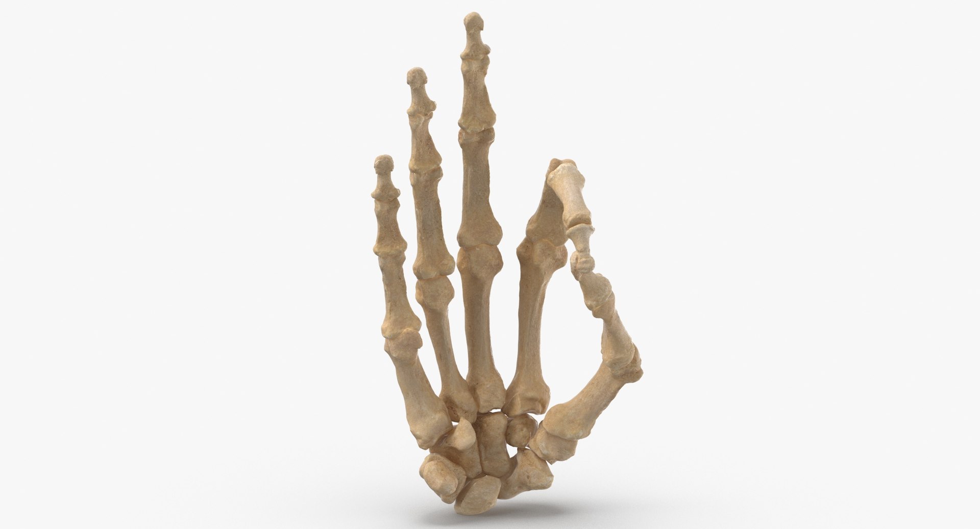 Human Hand Bones Hole Sign White And Yellow Collection 01 - 2 Models 3D ...