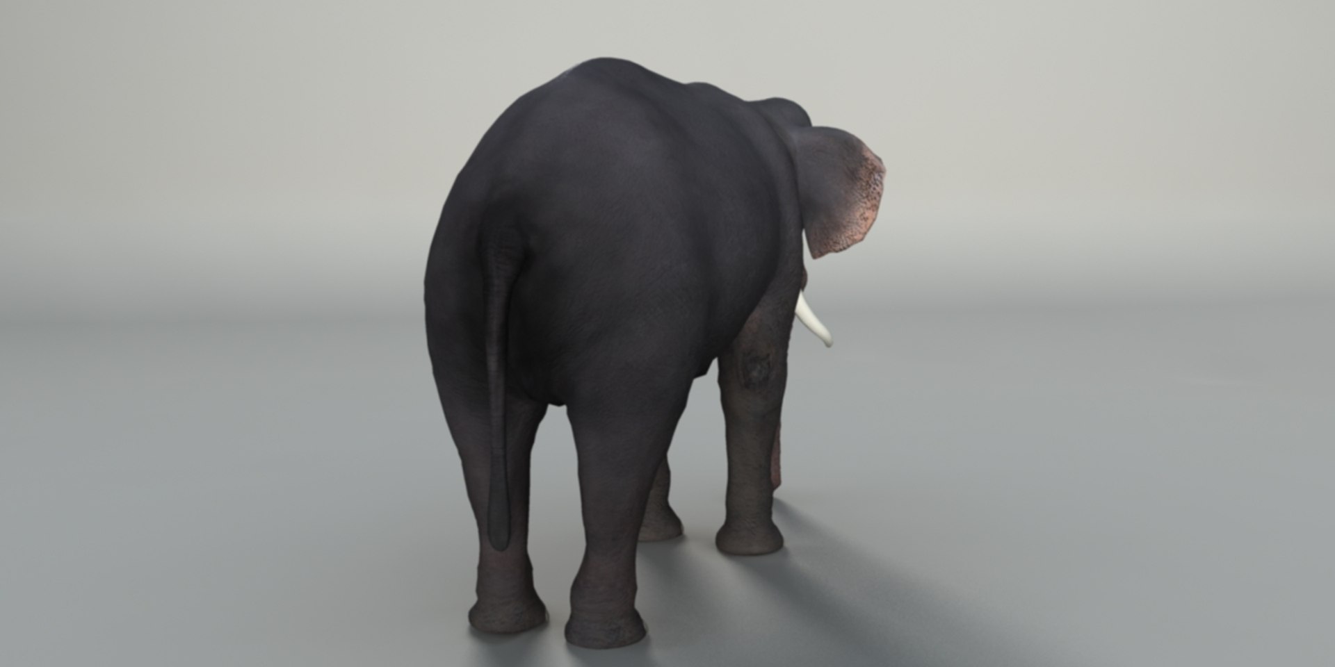 Cgi Elephant Model - TurboSquid 1283688