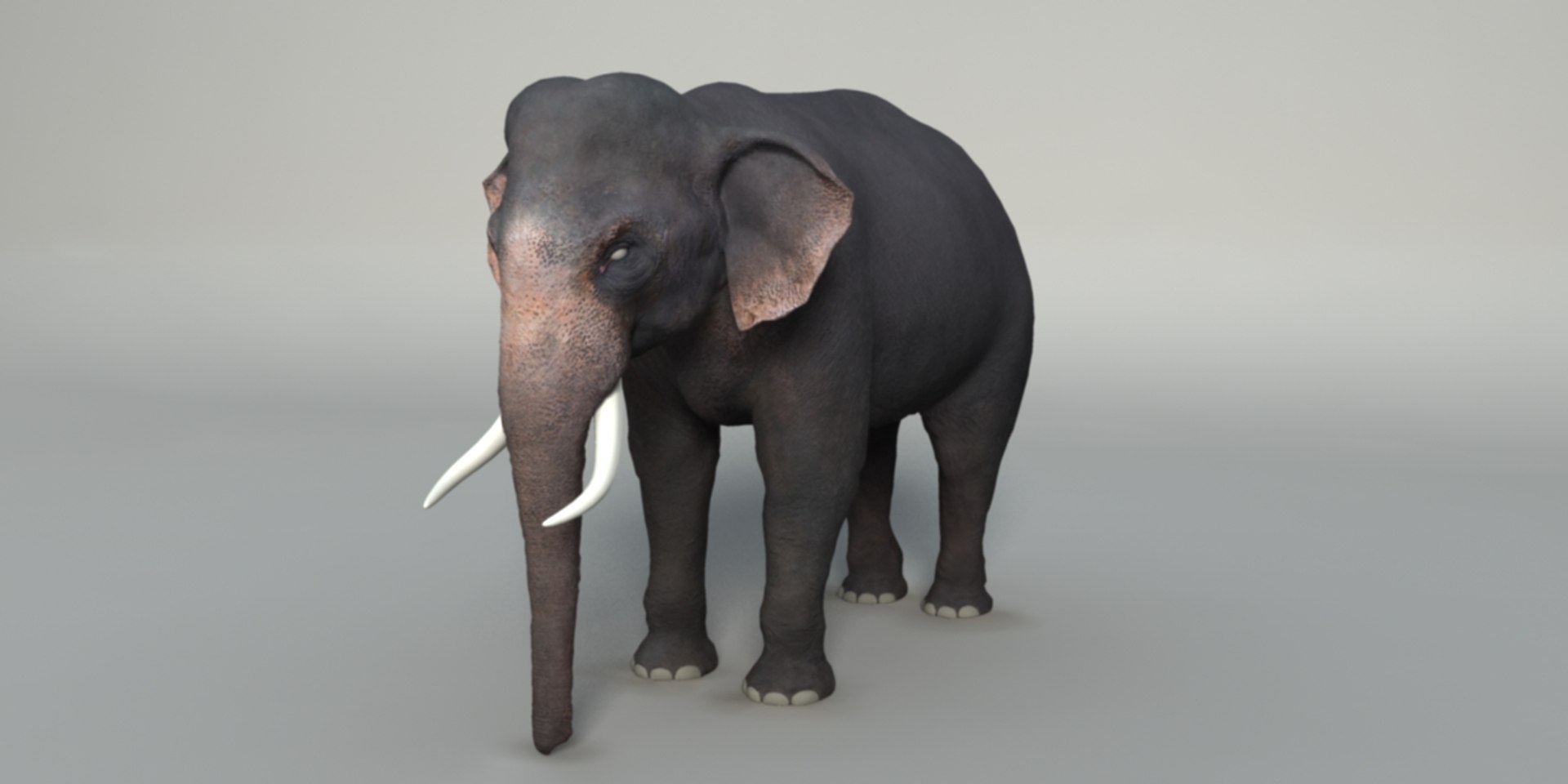 Cgi Elephant Model - TurboSquid 1283688