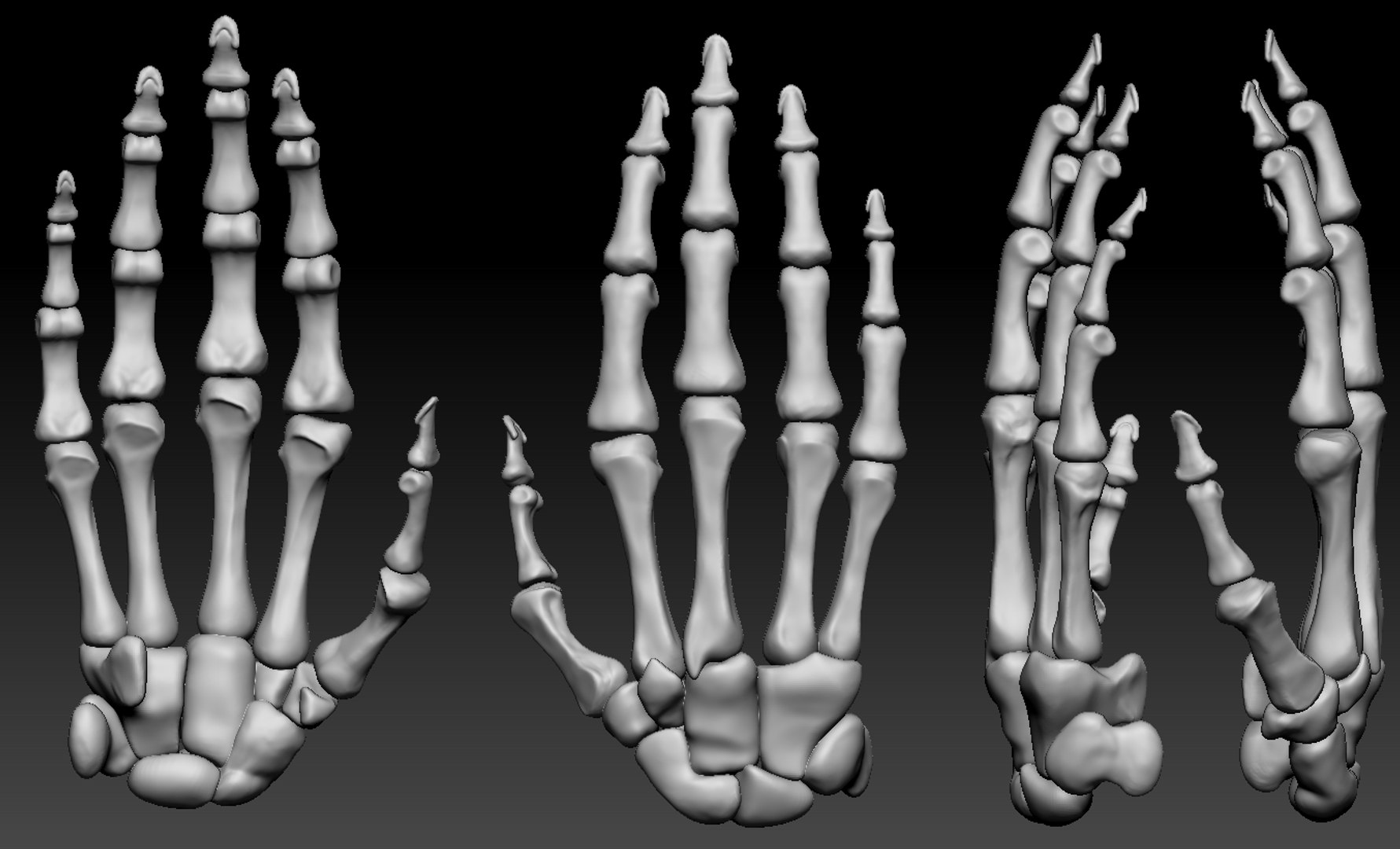 Accurate Hand Skeleton Bones 3D Model - TurboSquid 1594184
