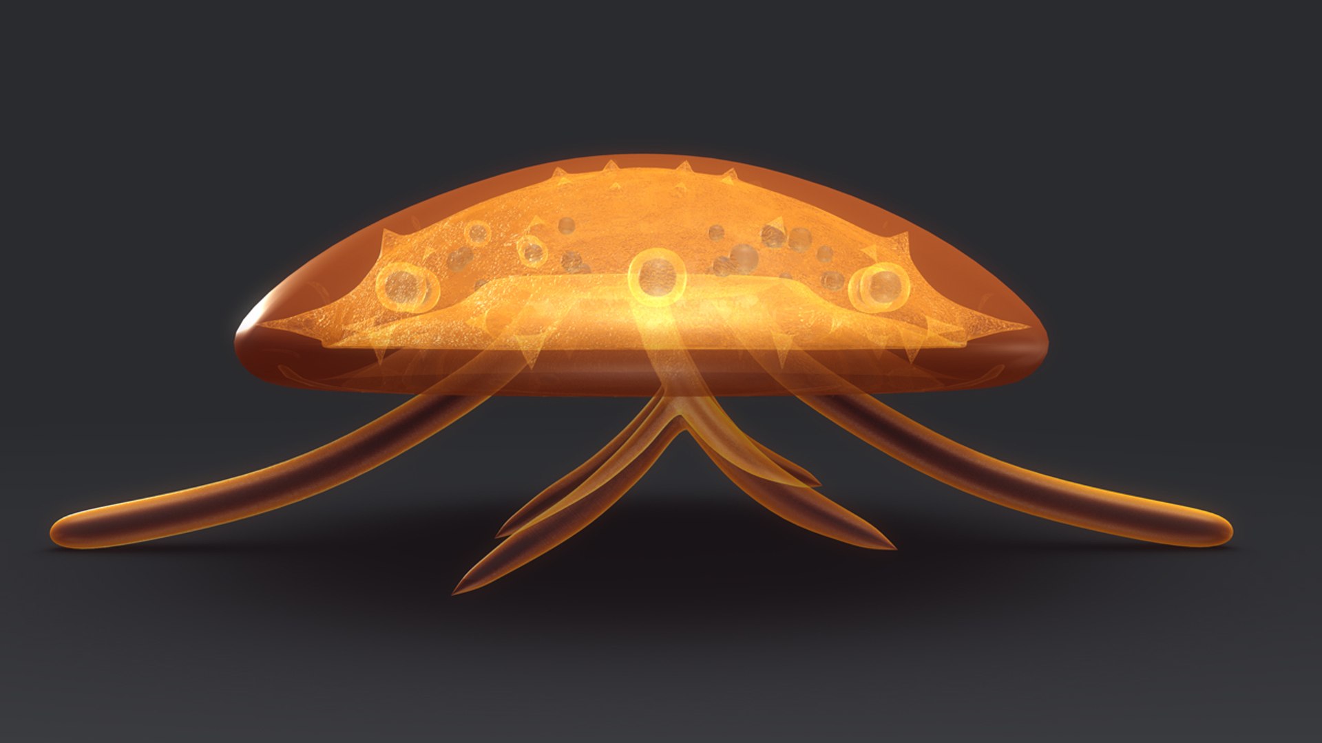 Arcella Genus Amoebae 3d Obj