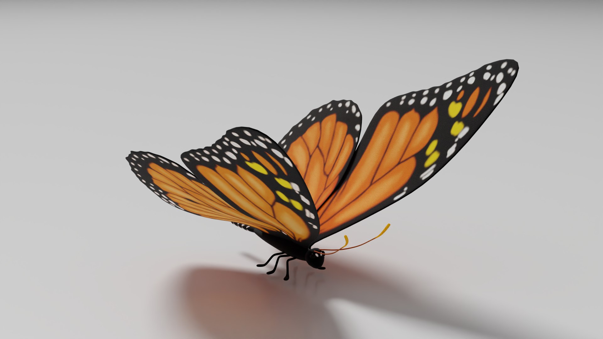 Butterfly 1 3D Model - TurboSquid 2248747