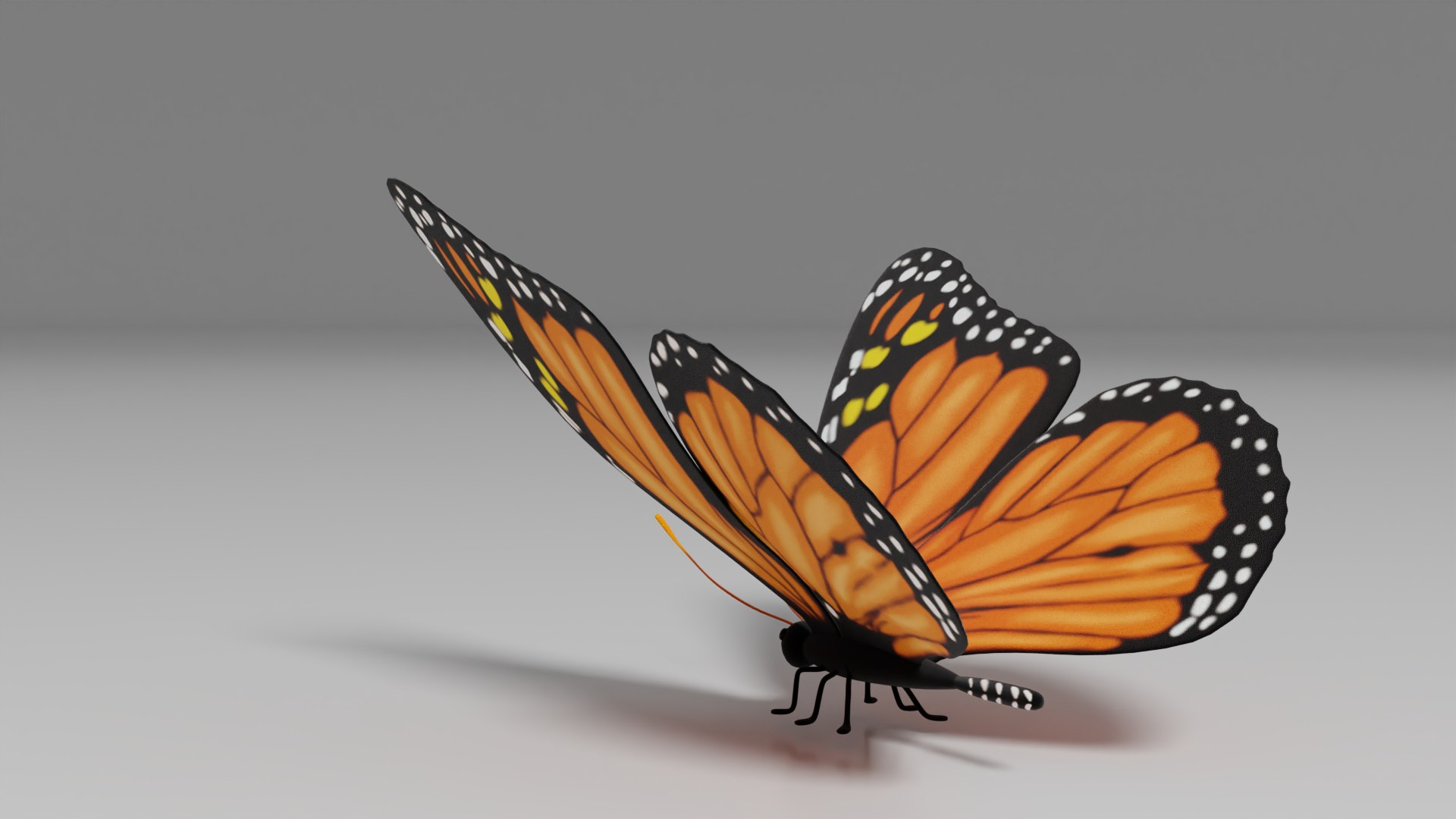 Butterfly 1 3D Model - TurboSquid 2248747