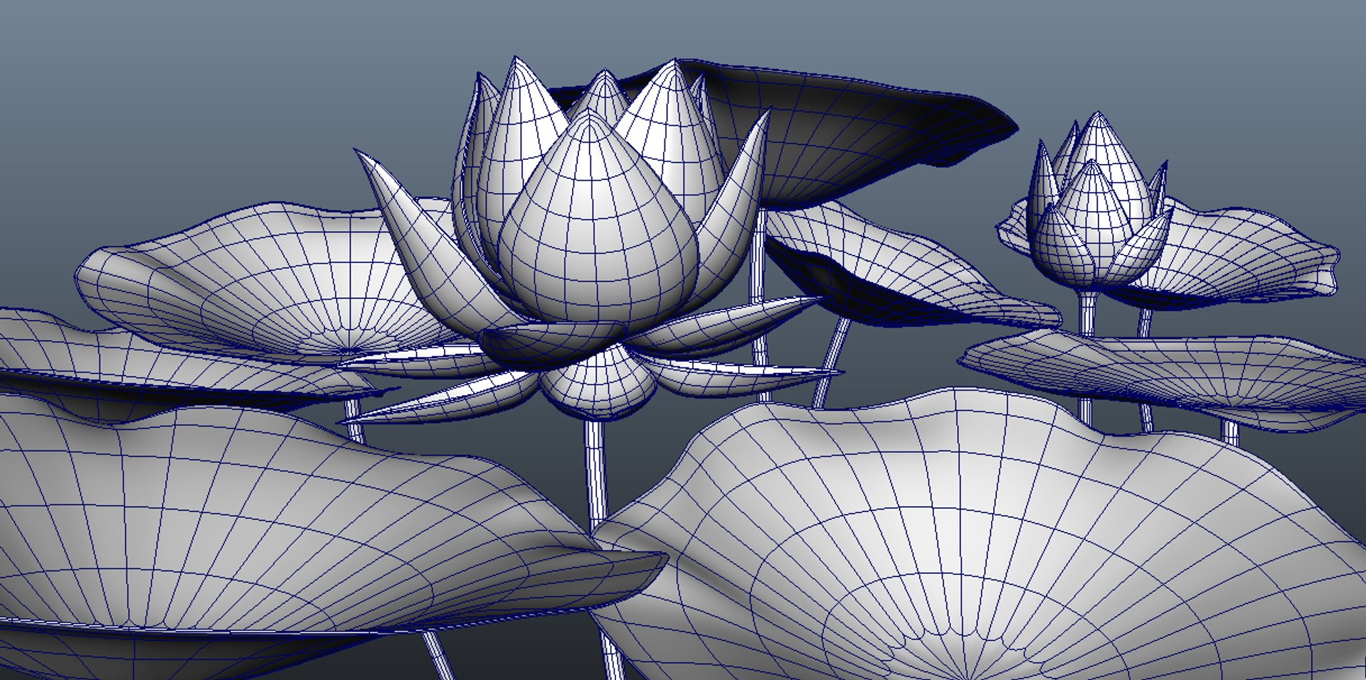 3d Lotus Flora