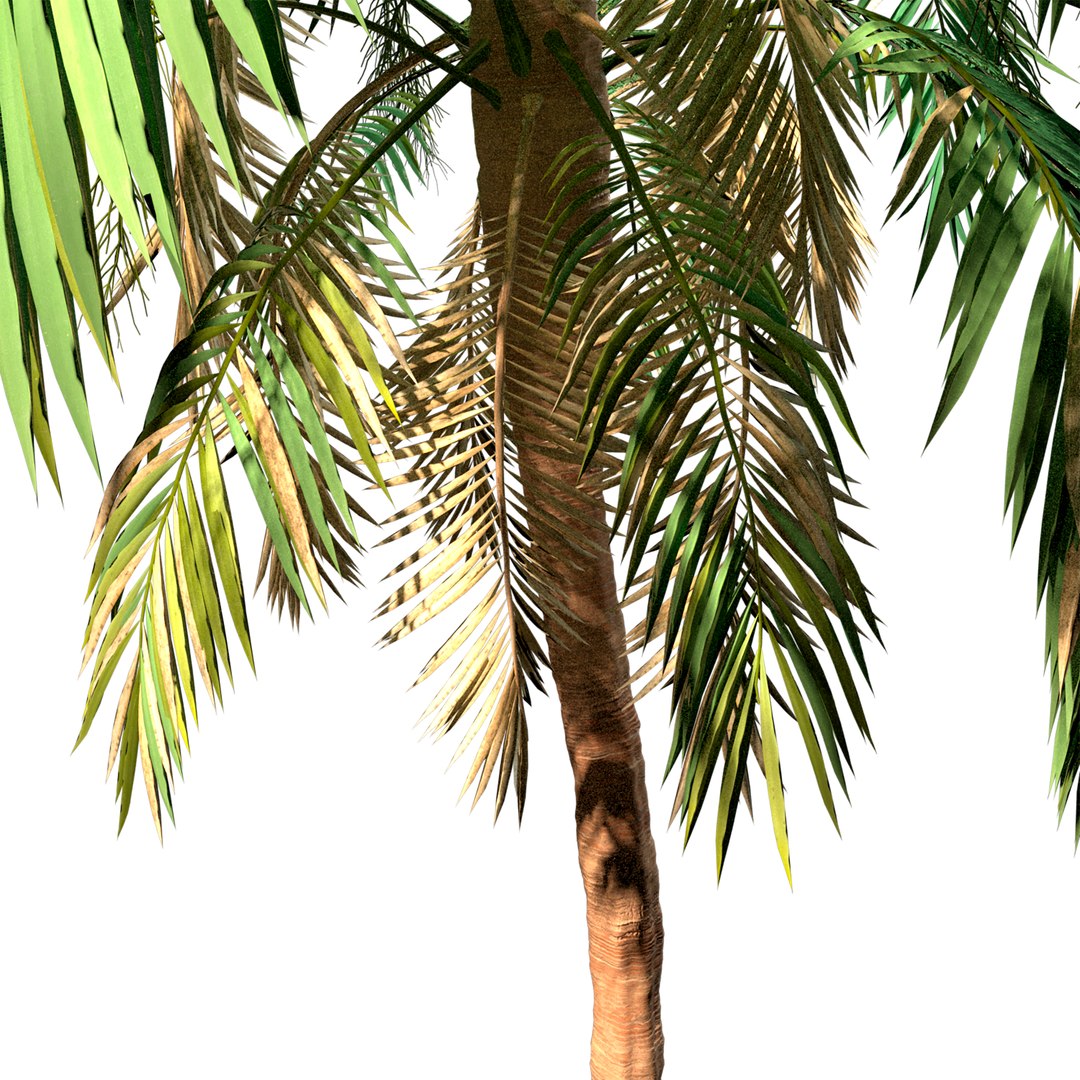Palm Tree 01 3D Model - TurboSquid 1727770
