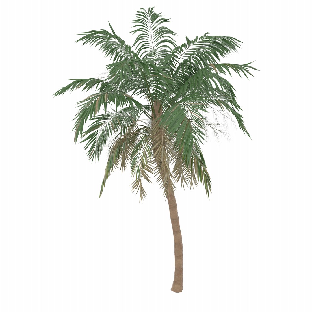 Palm Tree 01 3D Model - TurboSquid 1727770