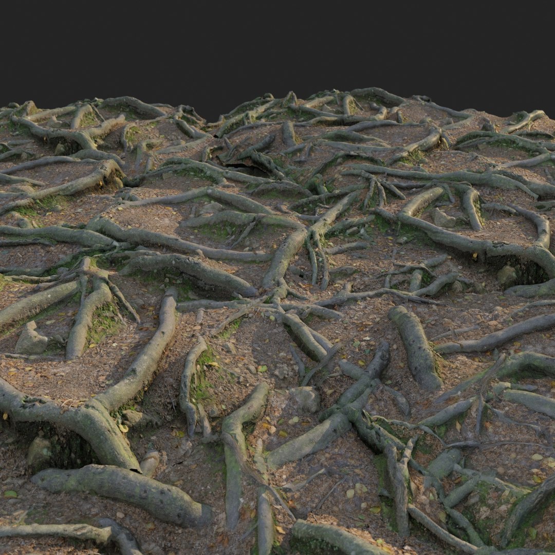 3D Scanned Nature Forest Roots - TurboSquid 1196126