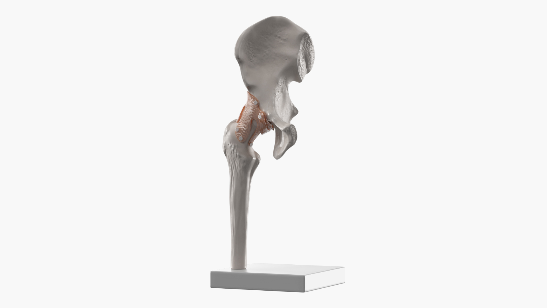 Hip Joint Rigged 3D Model - TurboSquid 2406358
