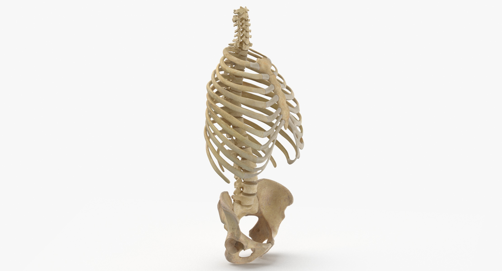 3D Human Rib Cages Spines and Male Pelvis Bones Yellow Collection 01 - 2 models - TurboSquid 1949152
