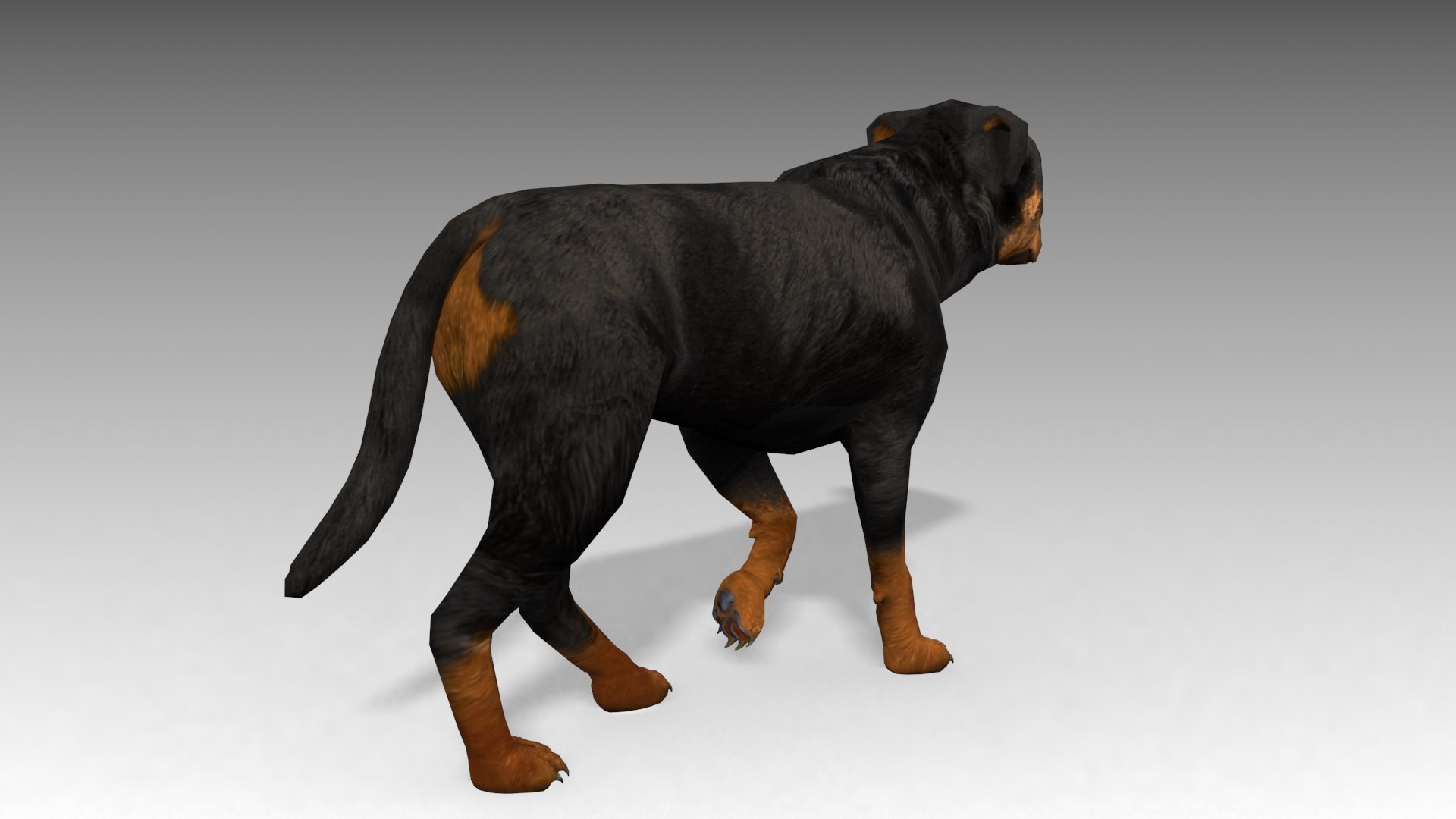 Rottweiler Animations 3d Max