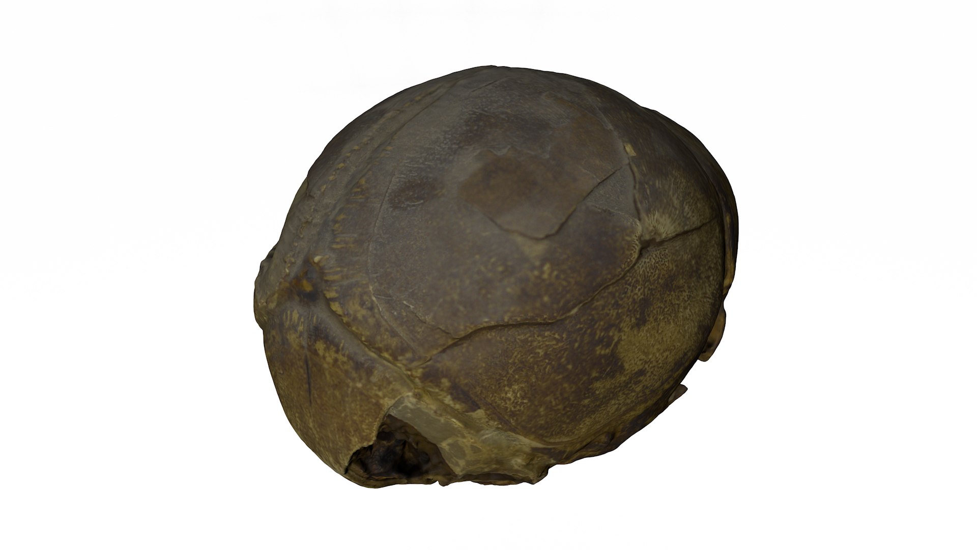 3d Skull Fetus Model