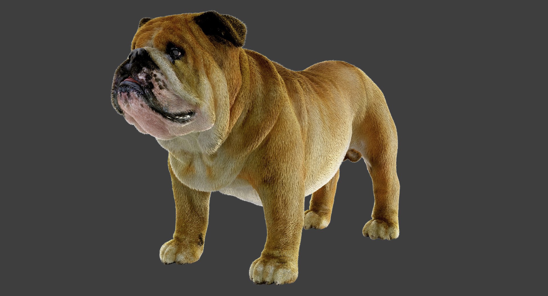 Bulldog ornatrix ephere 3D - TurboSquid 1375286