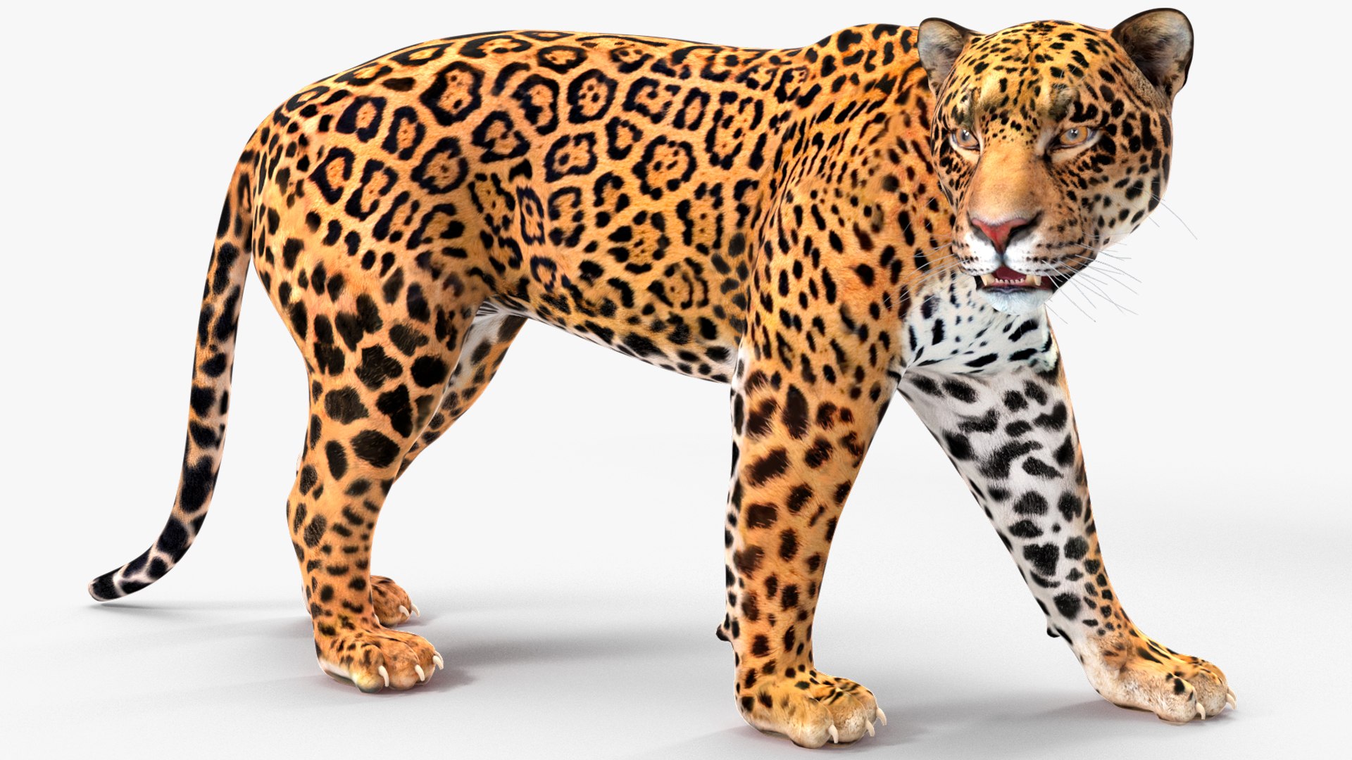 3D Jaguar Walking Pose Model - TurboSquid 2217476