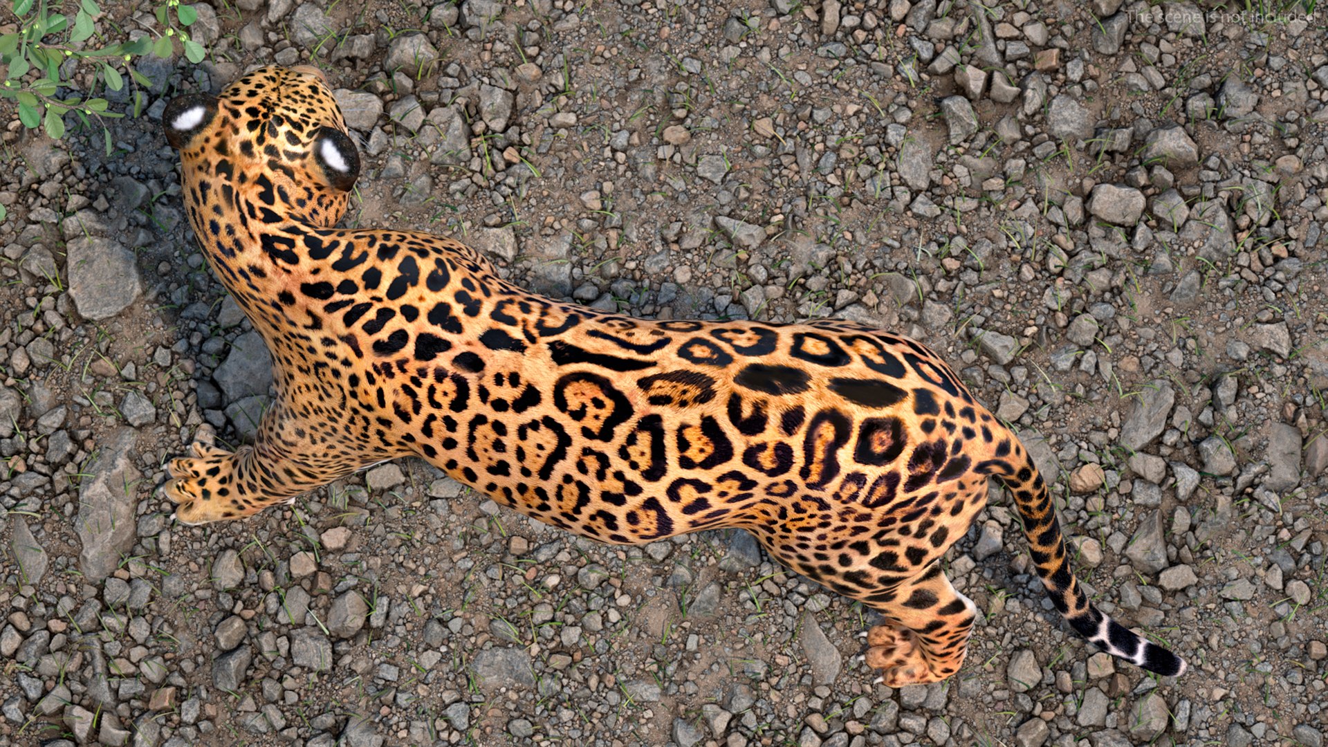 3D Jaguar Walking Pose Model - TurboSquid 2217476