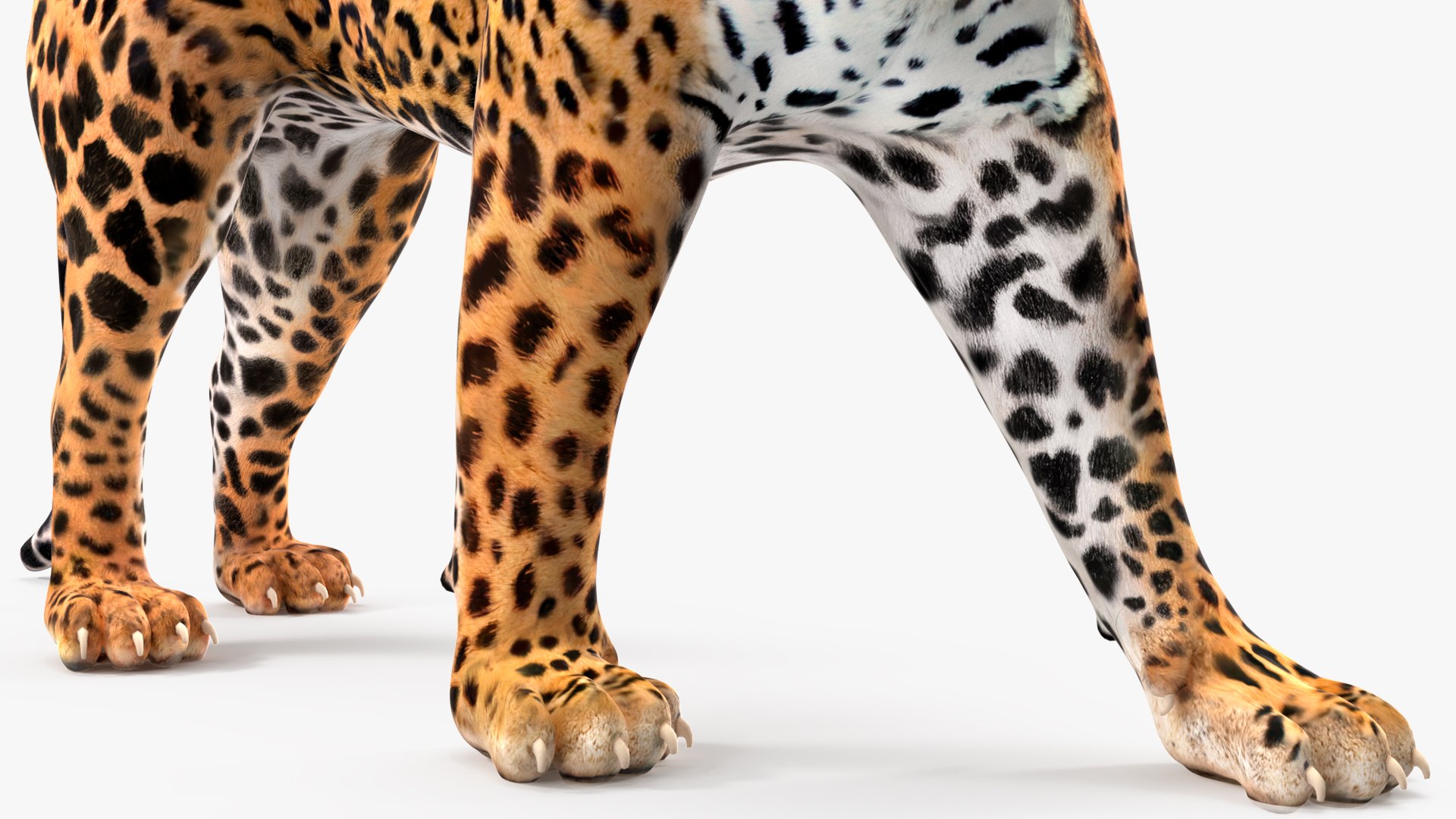 3D Jaguar Walking Pose Model - TurboSquid 2217476