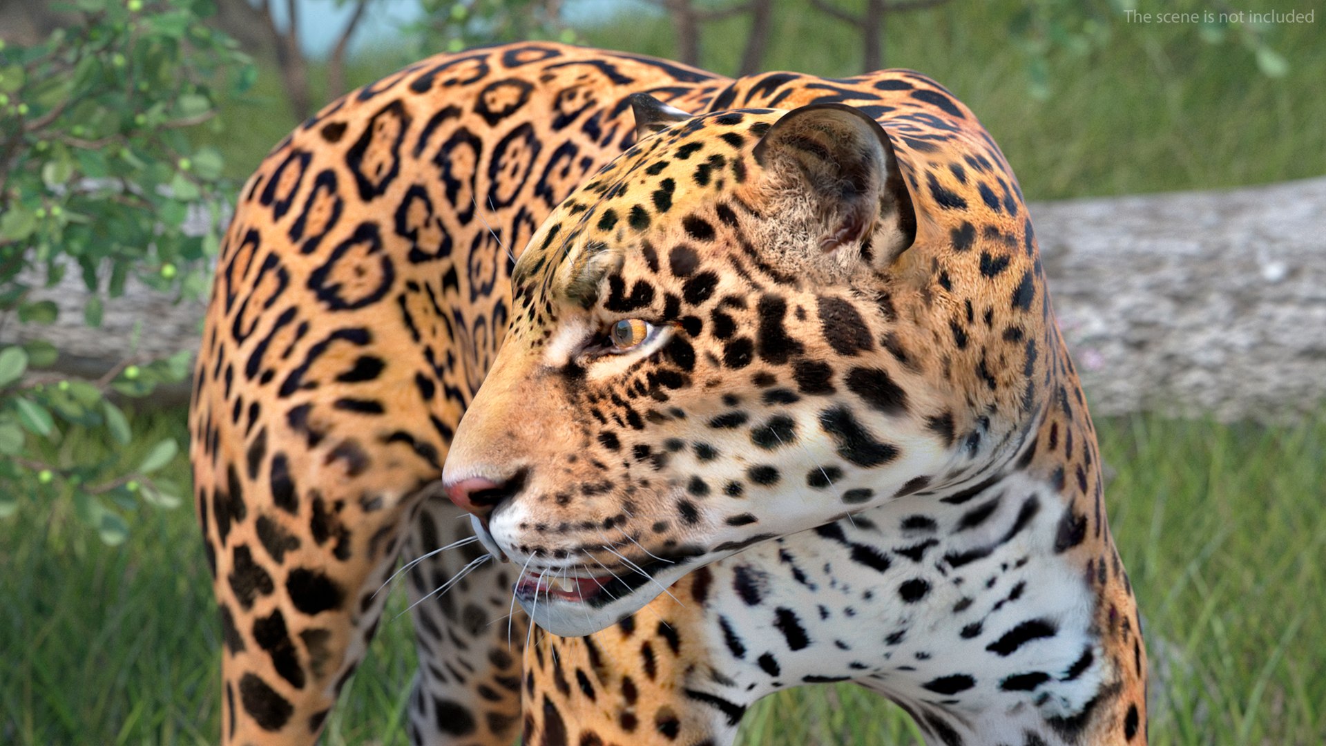 3D Jaguar Walking Pose Model - TurboSquid 2217476