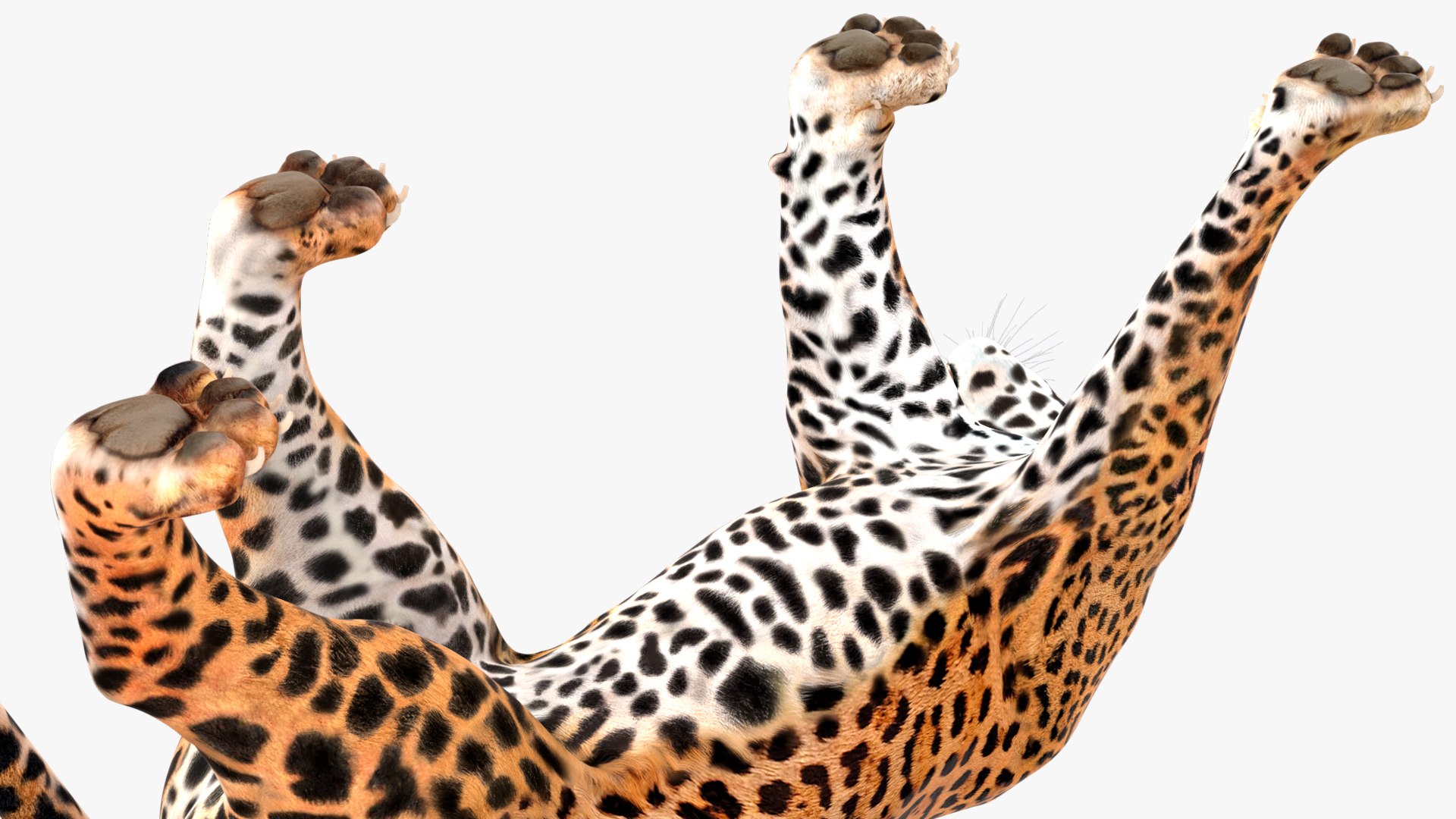 3D Jaguar Walking Pose Model - TurboSquid 2217476