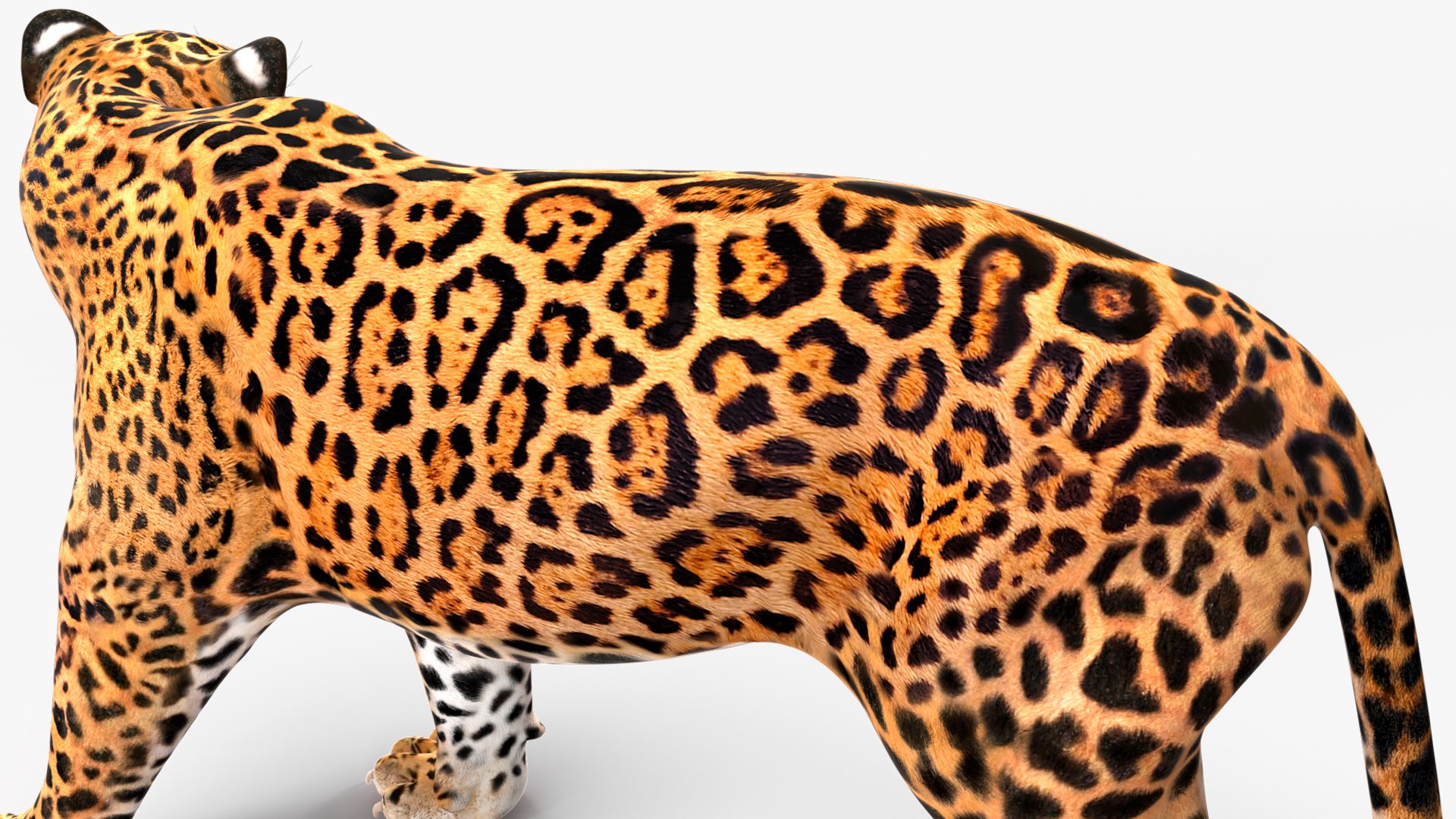 3D Jaguar Walking Pose Model - TurboSquid 2217476