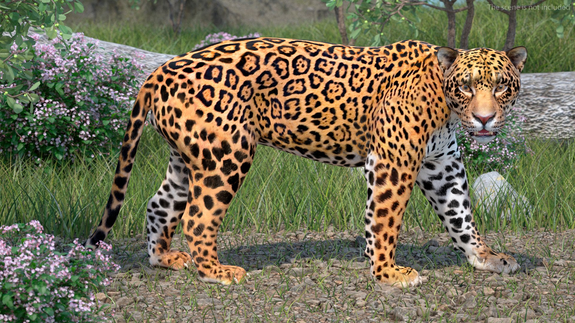 3D Jaguar Walking Pose Model - TurboSquid 2217476
