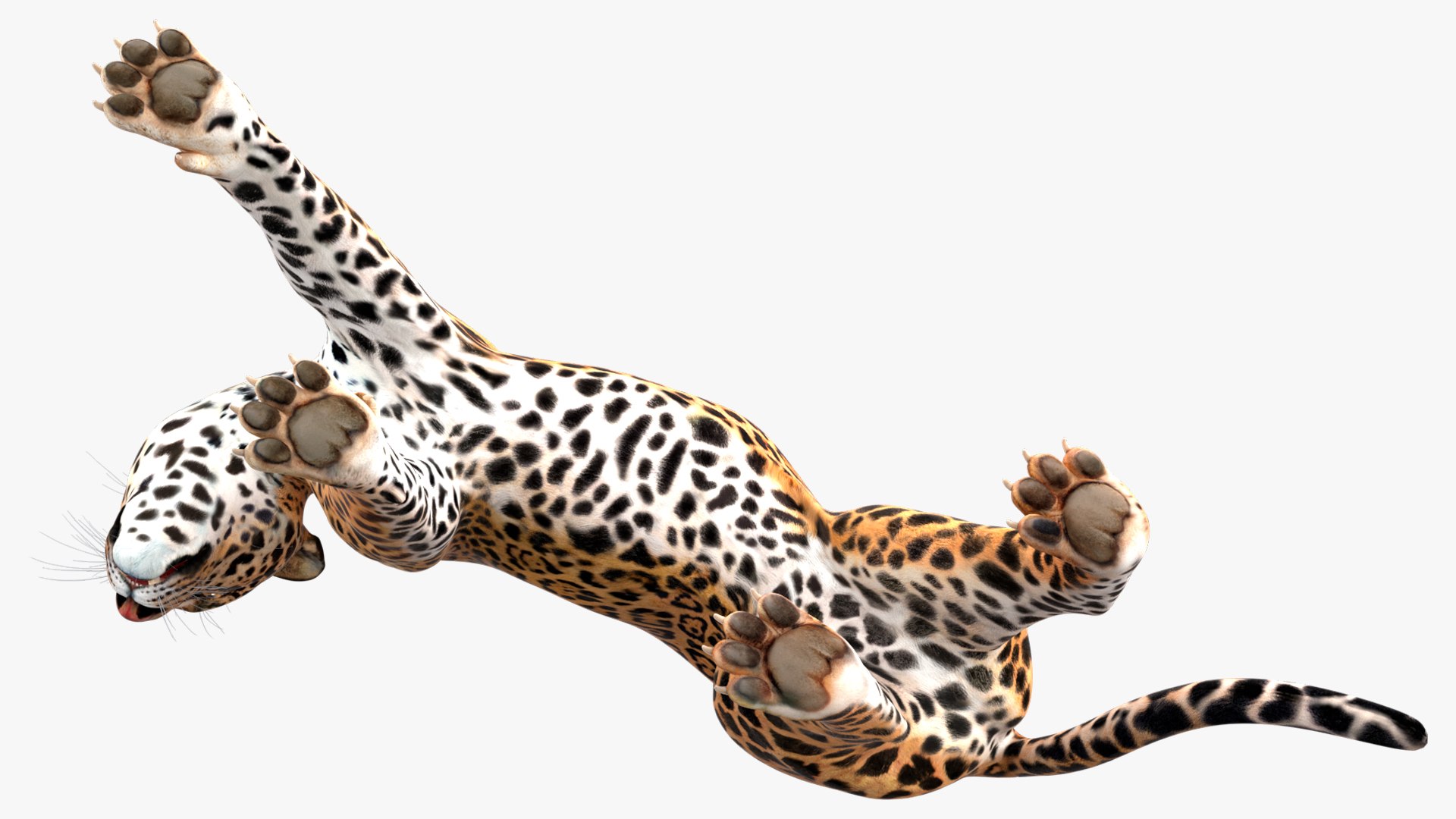 3D Jaguar Walking Pose Model - TurboSquid 2217476