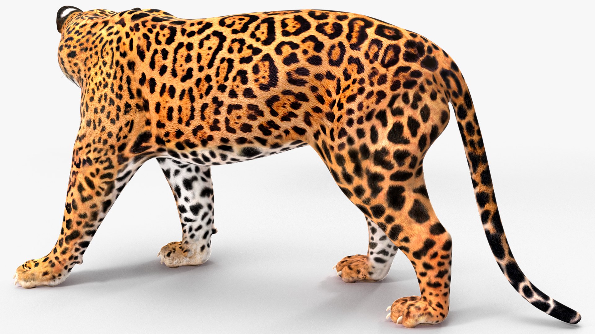 3D Jaguar Walking Pose Model - TurboSquid 2217476