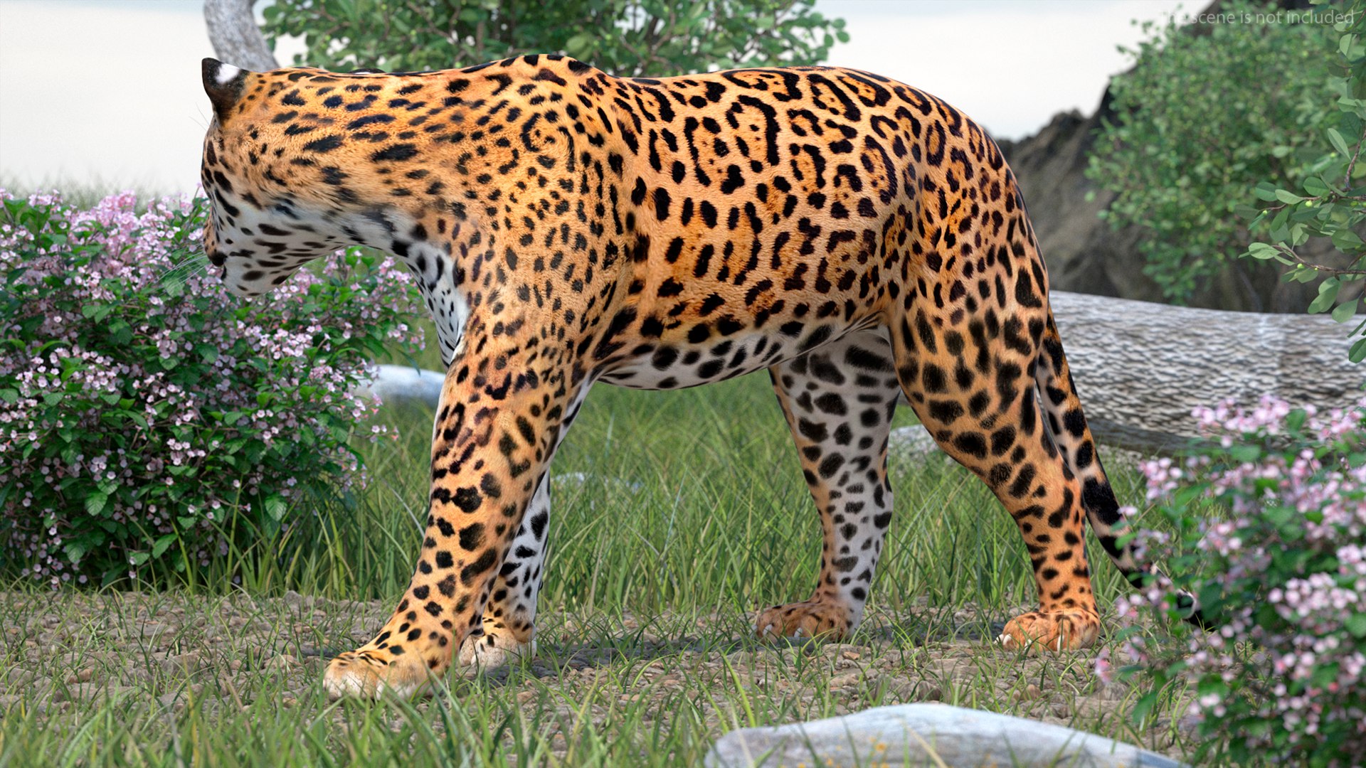 3D Jaguar Walking Pose Model - TurboSquid 2217476