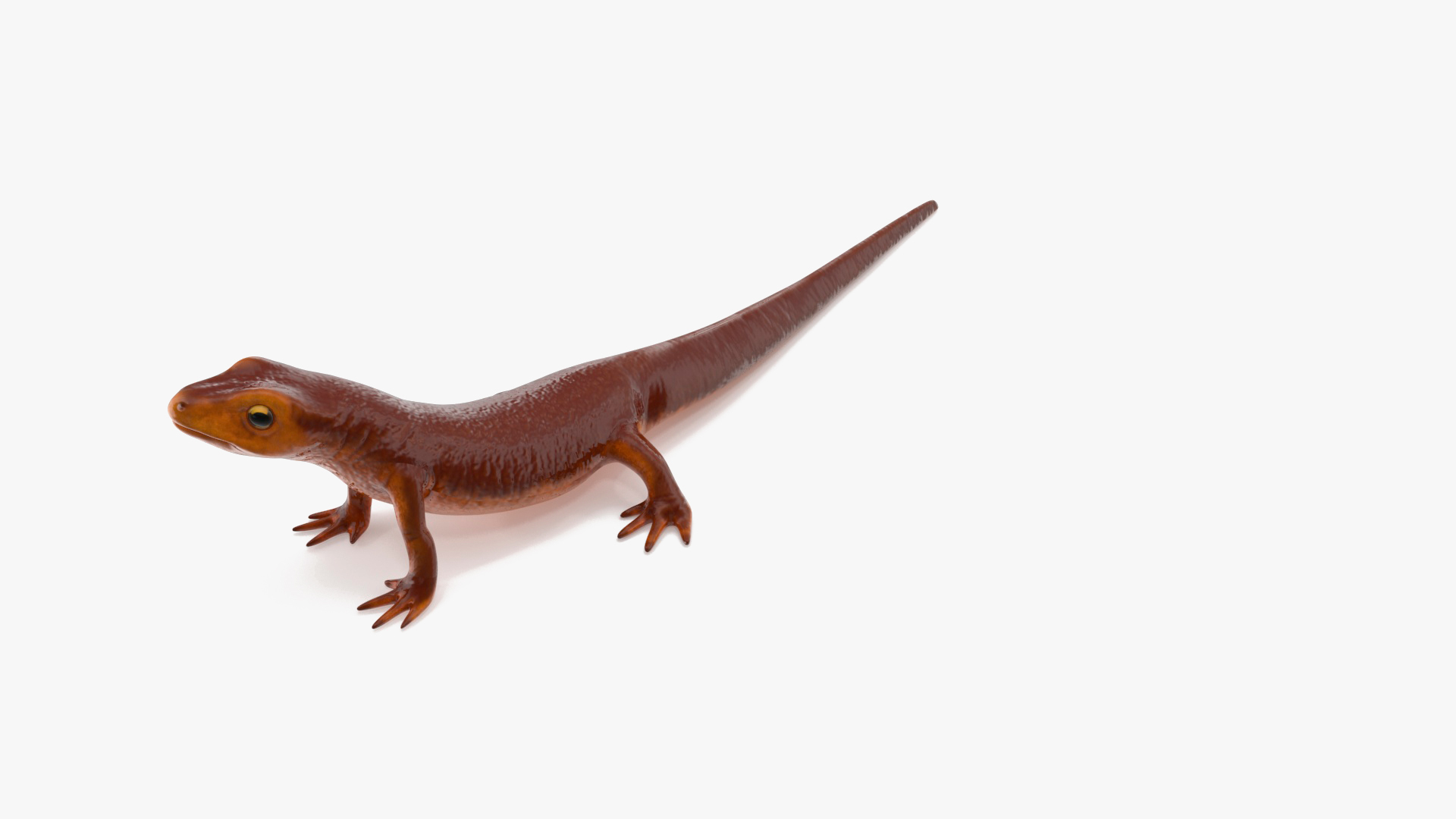 California Newt Standing Pose 3D Model - TurboSquid 2143545