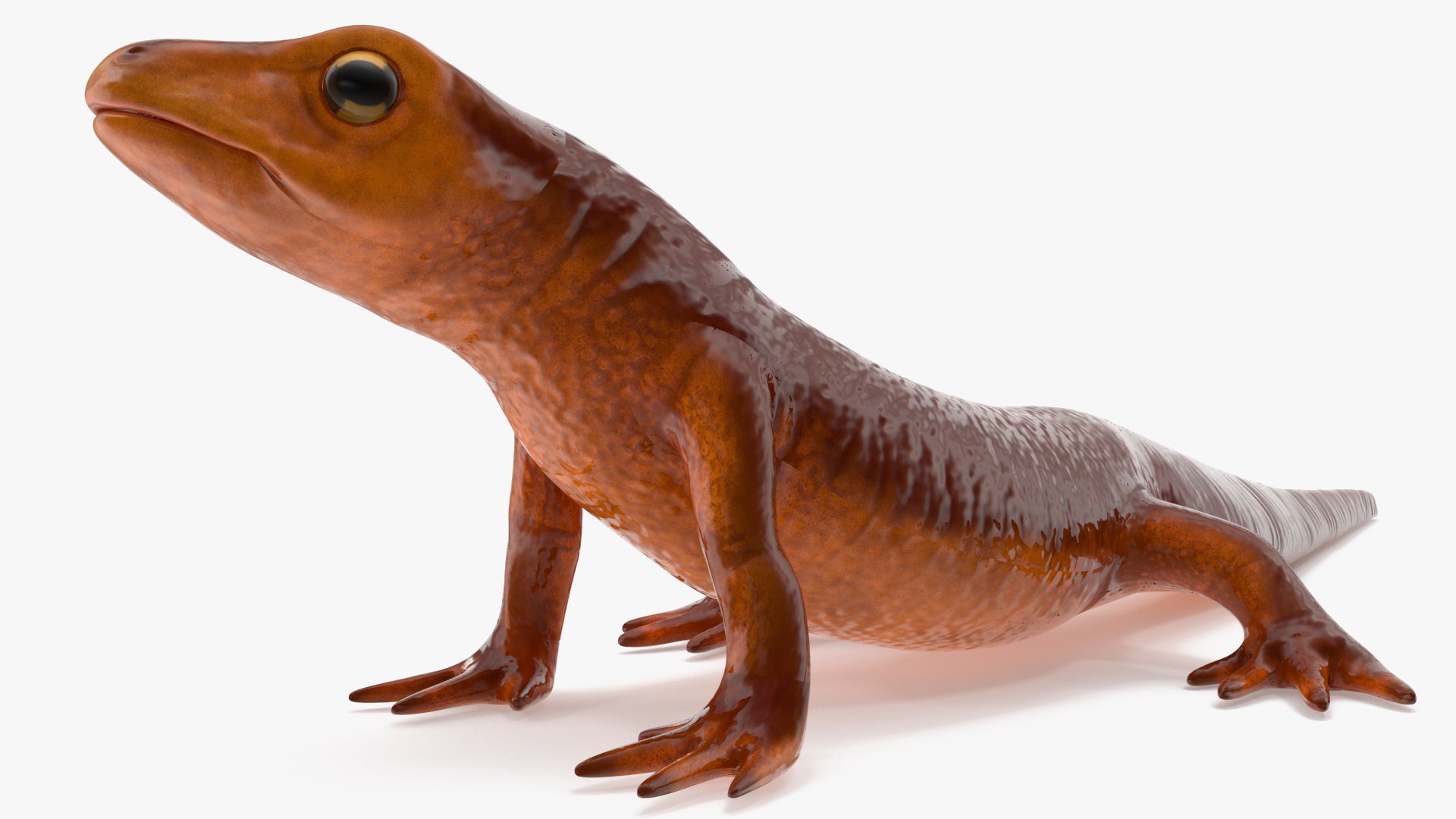 California Newt Standing Pose 3D Model - TurboSquid 2143545