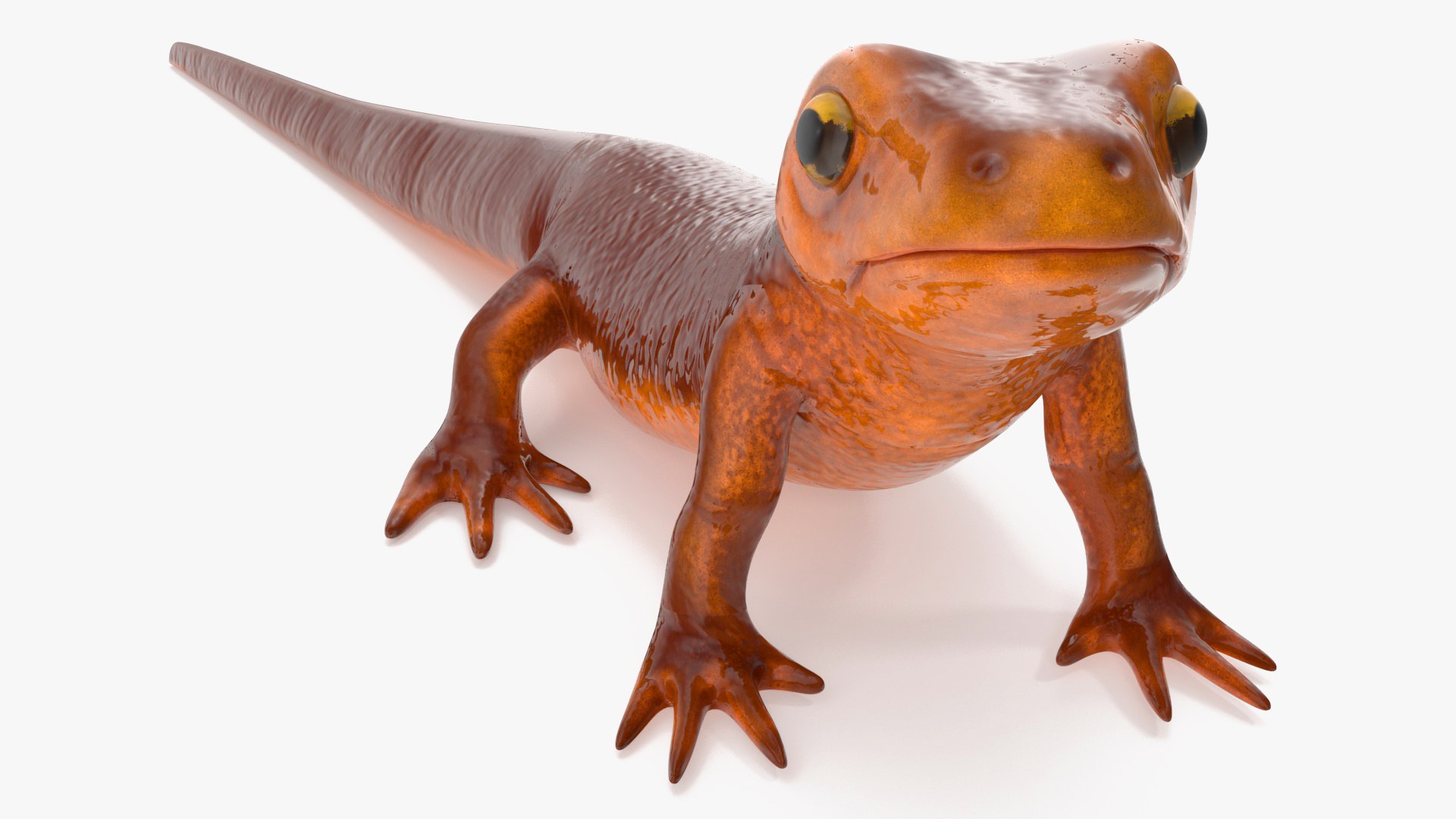 California Newt Standing Pose 3D model - TurboSquid 2143545