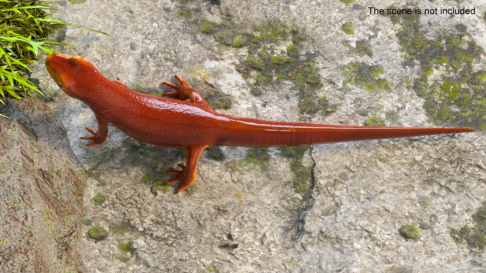 California Newt Standing Pose 3D Model - TurboSquid 2143545
