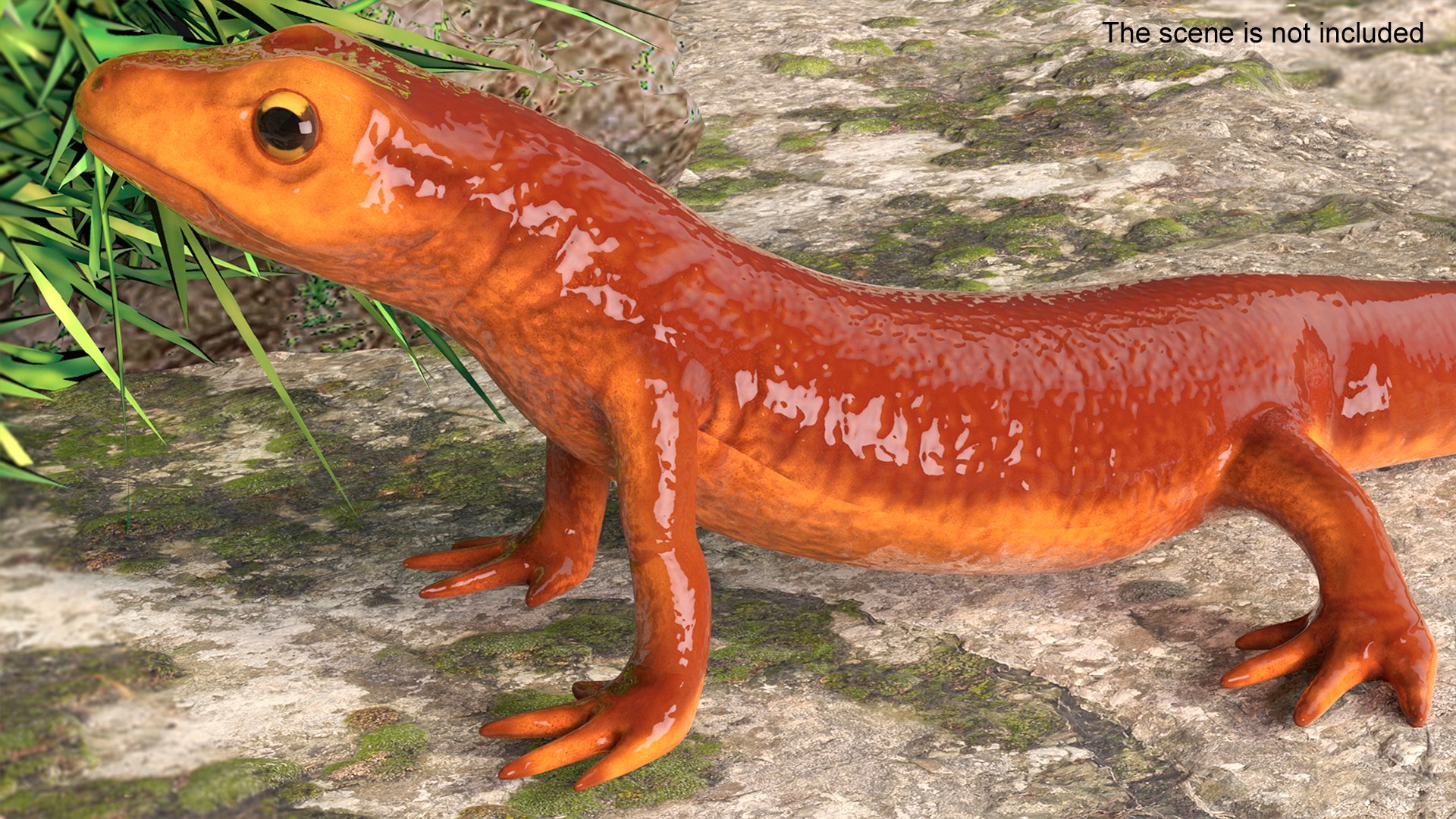 California Newt Standing Pose 3D Model - TurboSquid 2143545