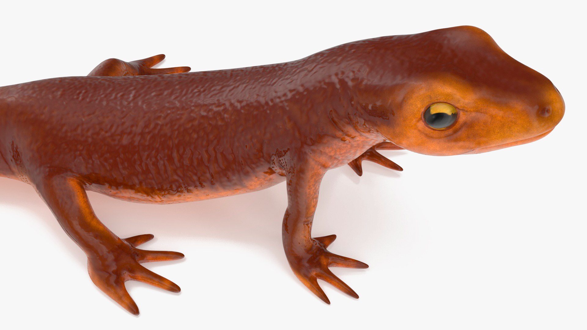 California Newt Standing Pose 3D Model - TurboSquid 2143545