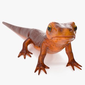 3D Newt Models | TurboSquid