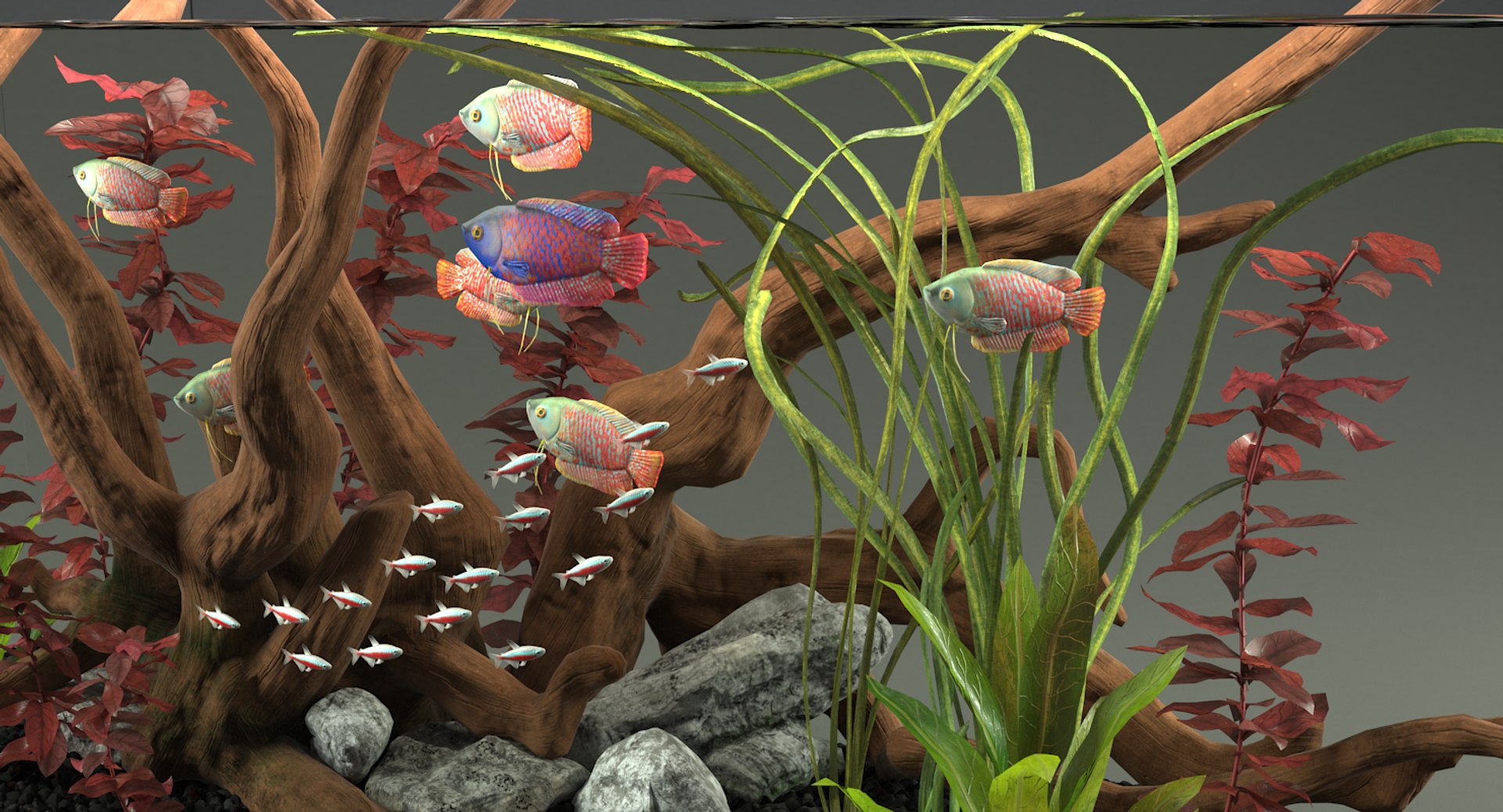 3D Aquarium Plants Model - TurboSquid 1323556