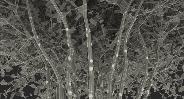 3D kolkwitzia amabilis bush - TurboSquid 1395828