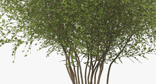 3D kolkwitzia amabilis bush - TurboSquid 1395828