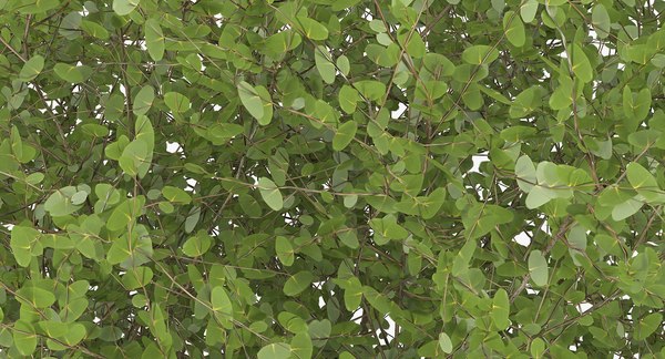 3D kolkwitzia amabilis bush - TurboSquid 1395828