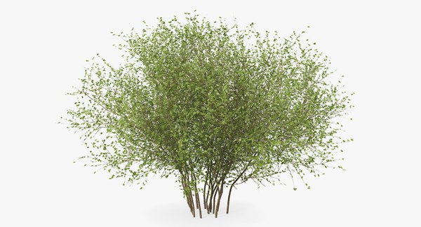 3D kolkwitzia amabilis bush - TurboSquid 1395828