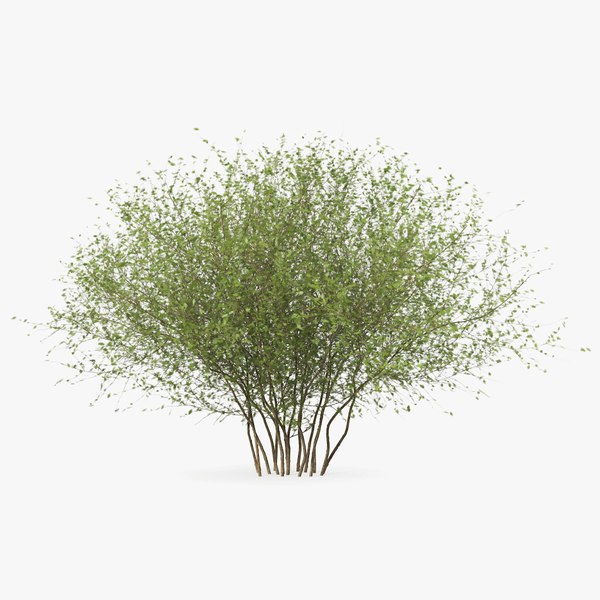 3D kolkwitzia amabilis bush - TurboSquid 1395828