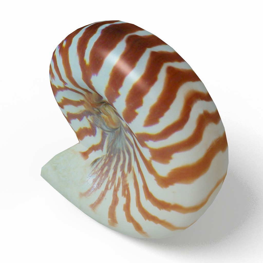 3d seashell nautilus