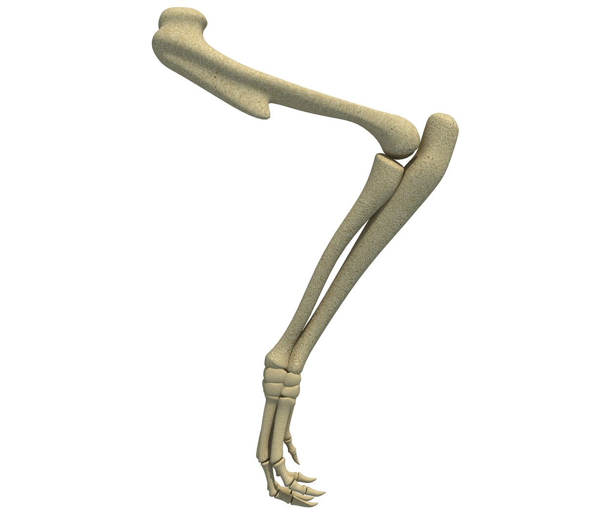 Animal Leg Skeleton Model - TurboSquid 1177770